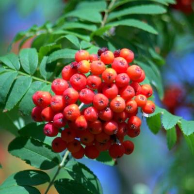 Pihlajanmarja - Kiantama