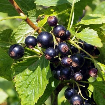 Mustaherukka - Kiantama